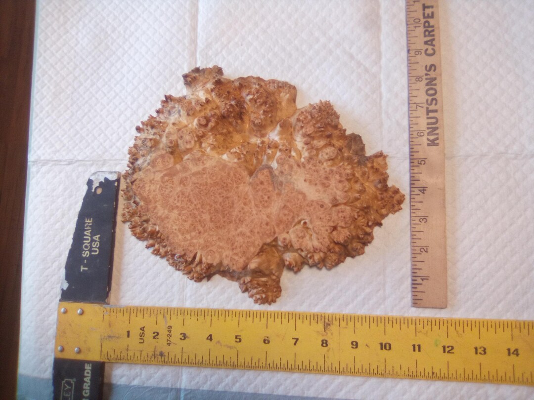 1 Pin Burl Maple Slice 9"x8"x1" Natural Edge !! - Etsy