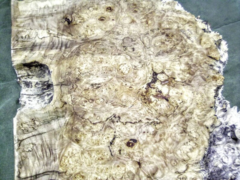 Maple Burl Slab 22"x16"x1 1/4" - Etsy