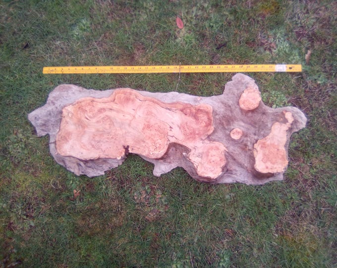1 Figured , Quilted,maple Slice 36"x12"x1.25" Natural Edge !! Amazing ...
