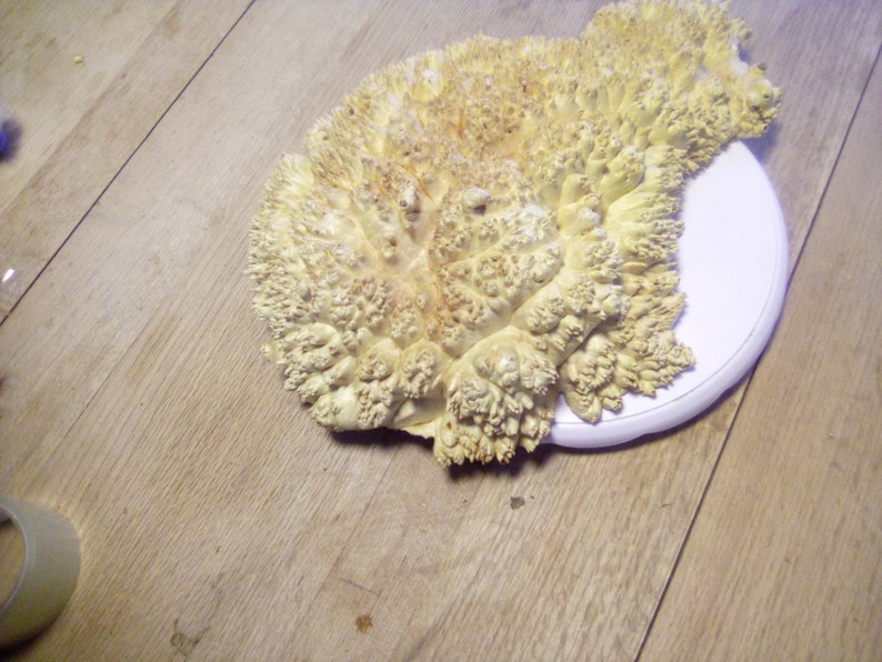 1 Maple Pin Burl -quilt Cap 17"x12"x3.5""bark Removed!! - Etsy