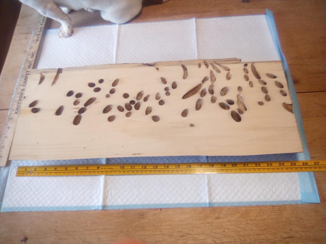 Alaska Yellow Cedar,recovered off Cape Blanco, Approx 24"x9"x2"toritto ...