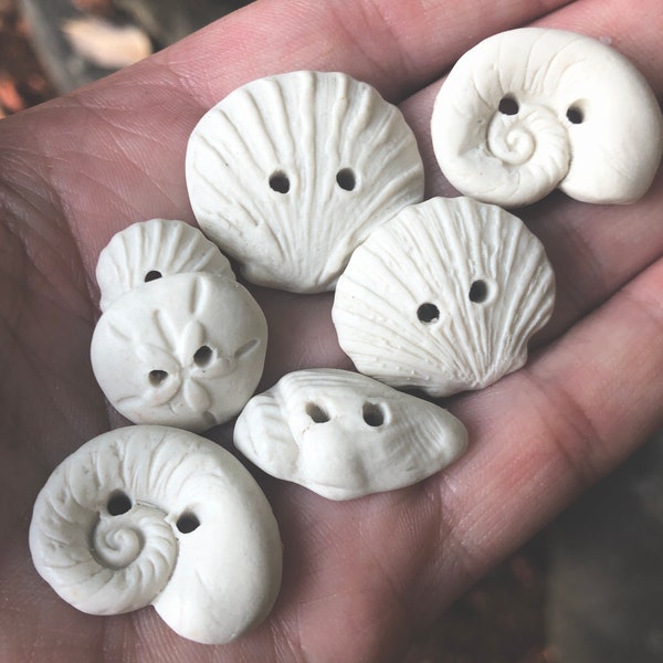 Sand Dollar Seashell - Etsy