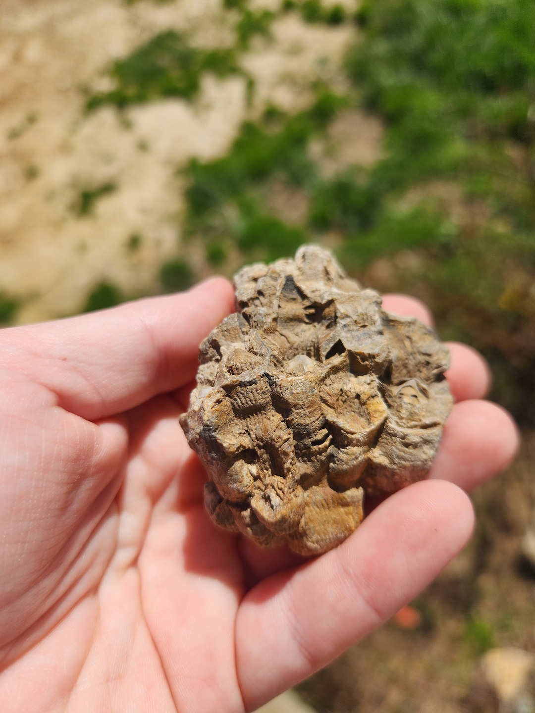 Rugose Fossil Coral Specimen - Etsy
