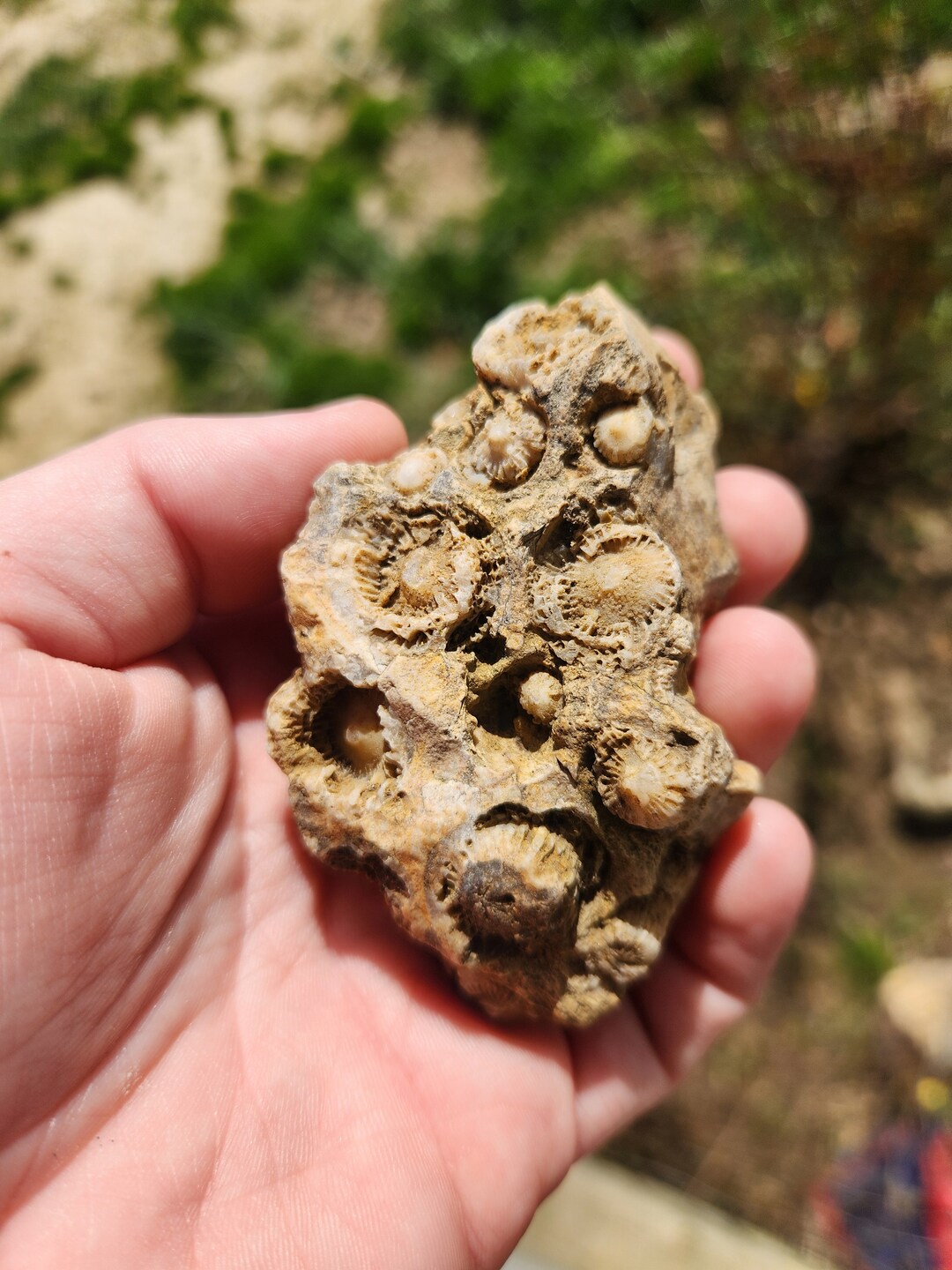 Rugose Fossil Coral Specimen - Etsy