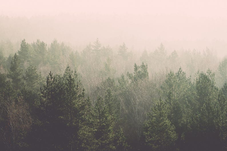 Hazy Pine Tree Forest Wallpaper Mural: Removable Self-adhesive - Etsy UK