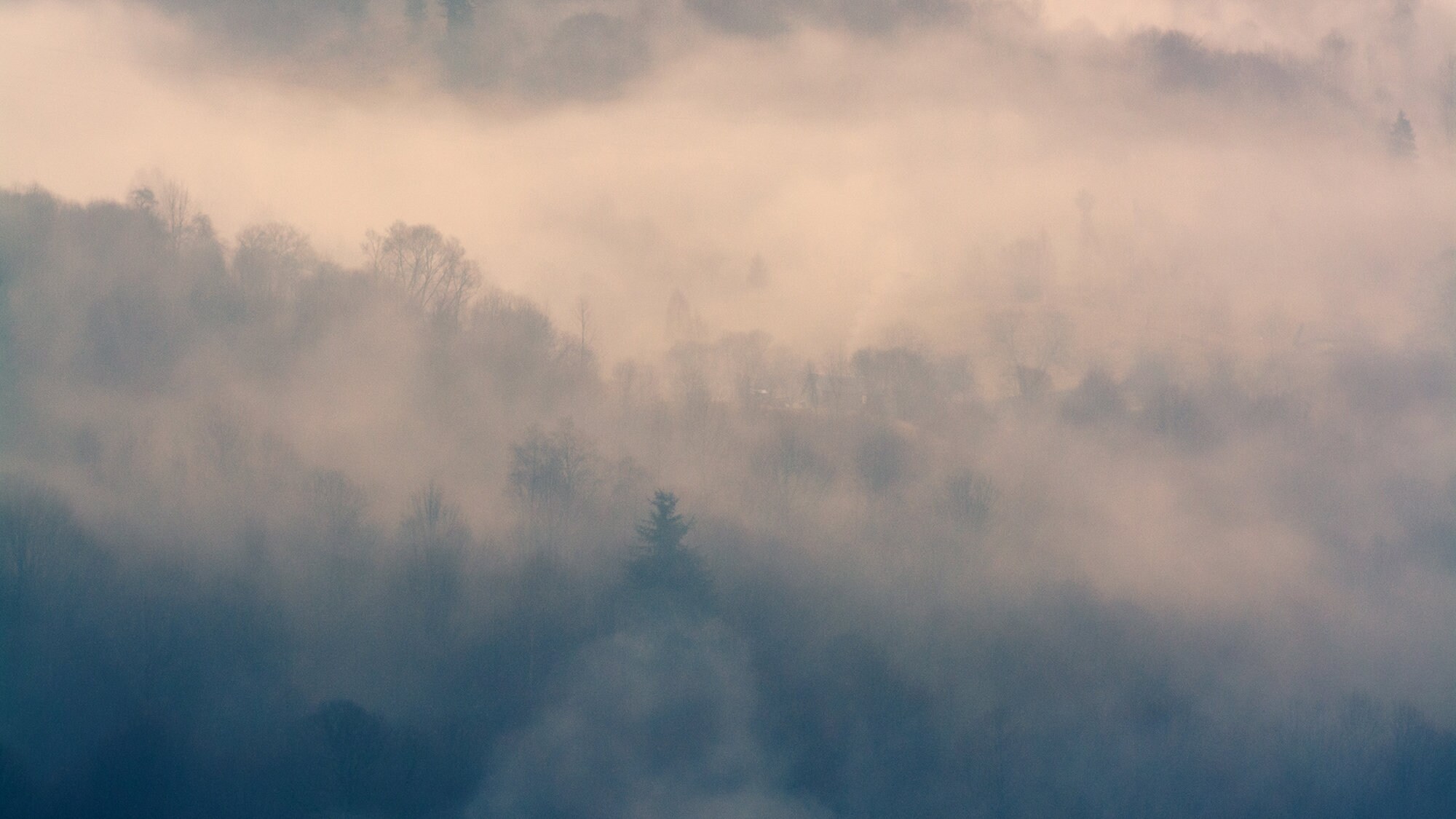 Blue Misty Forest Scandinavian Twilight Mist Retreat Wallpaper Mural ...