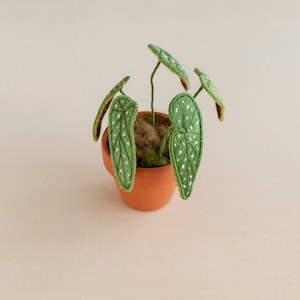 3D Begonia Maculata Stumpwork Pattern, Realistic Hand Embroidery Plant ...