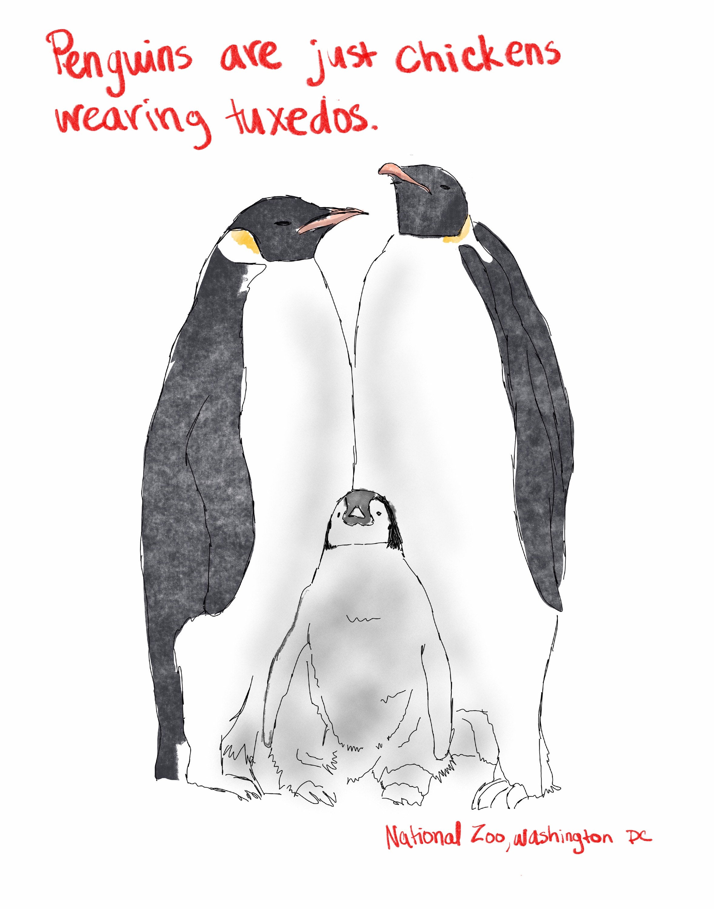 Zoo Animal Postcard Bundle, Ironic Creature Cards, National Zoo ...