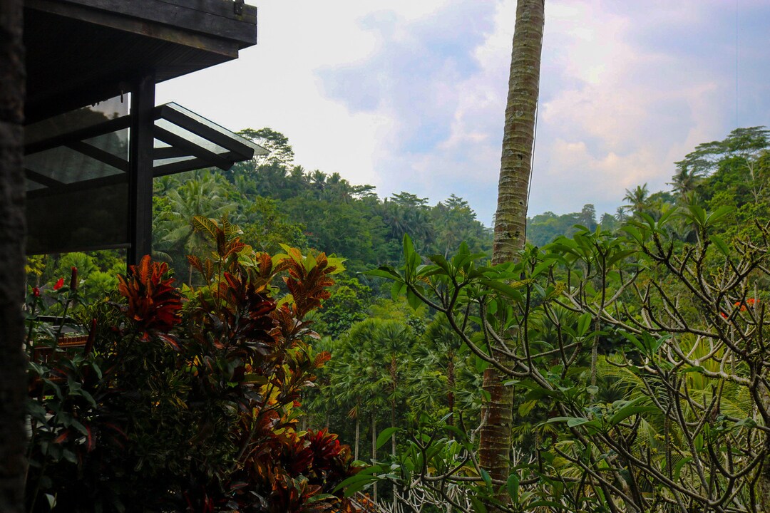 Photography Print of 4x6 - Colorful Bali Plants - Print Shipped to You ...