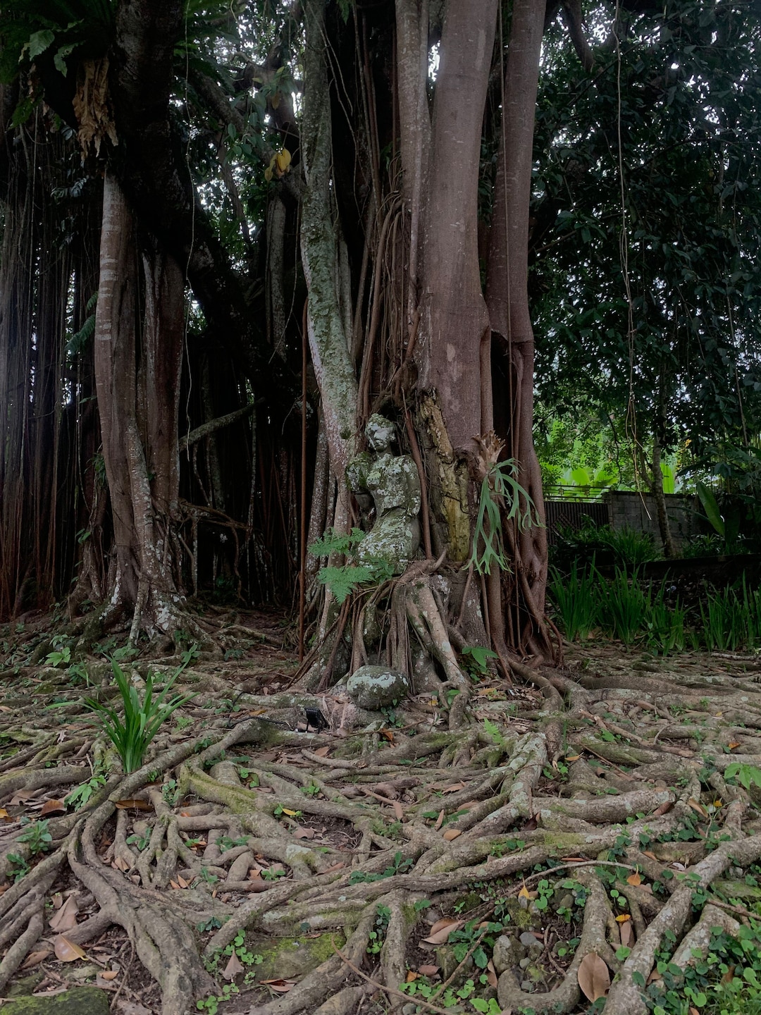 Bali Tree Woman 6x4 Shipped to You Photography Print on Glossy Finish ...