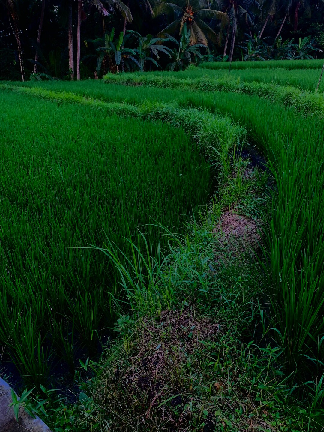 Bali Rice Field Print – Ubud, Southeast Asia (6x4) - Etsy