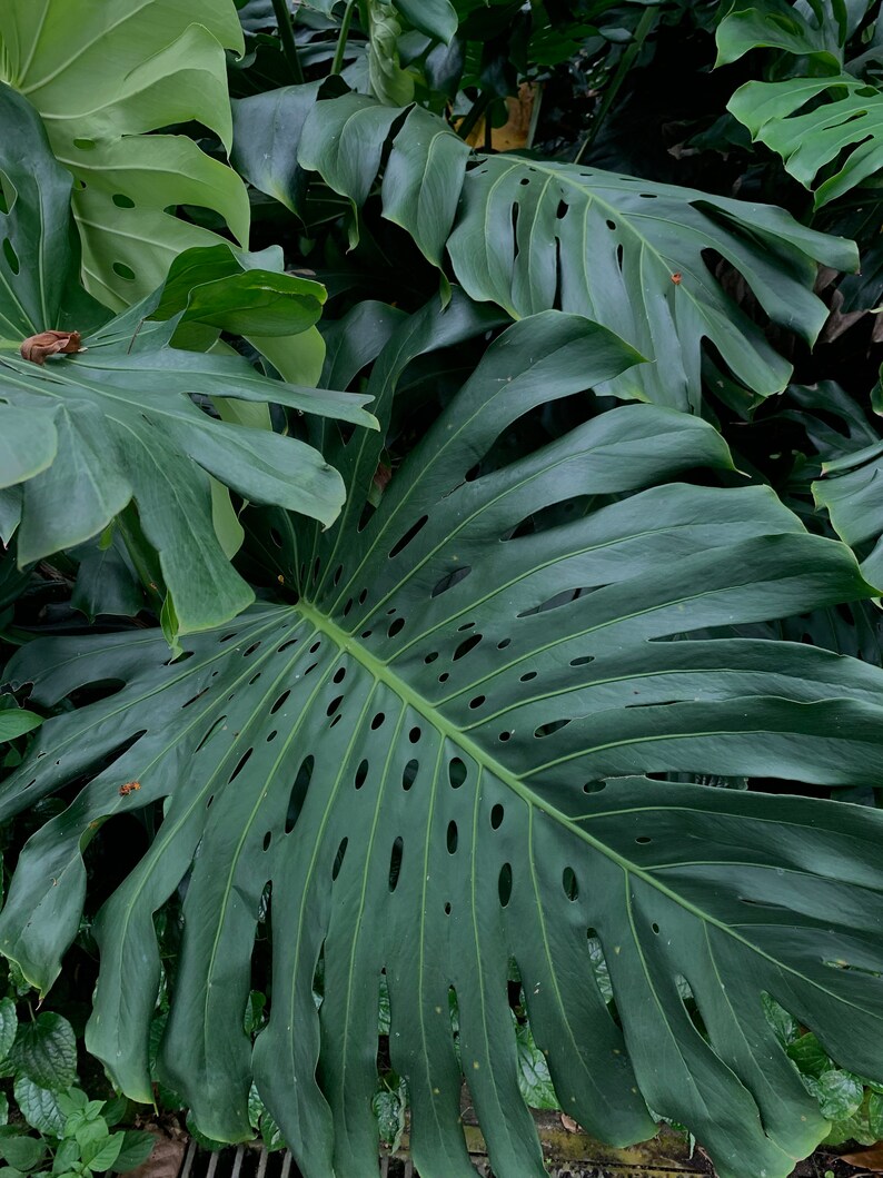 Print of 11x14 Singapore Monstera Print Shipped to You - Southeast Asia ...