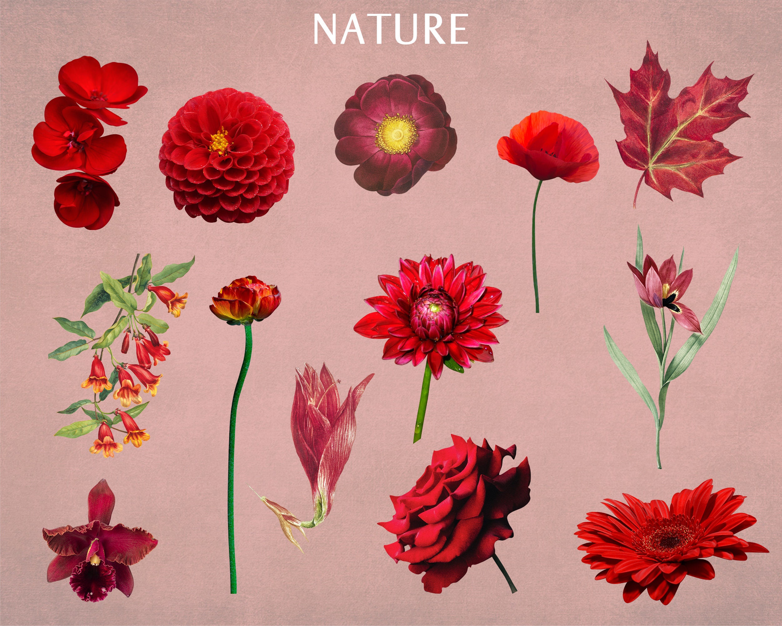 RED Surreal Collage Creator, DIY Photo Collage Art Maker, Cut Out ...