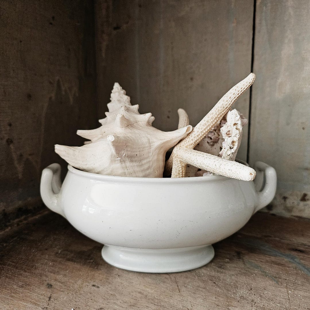 VINTAGE | Seashell Collection in Ironstone Toureen - Etsy