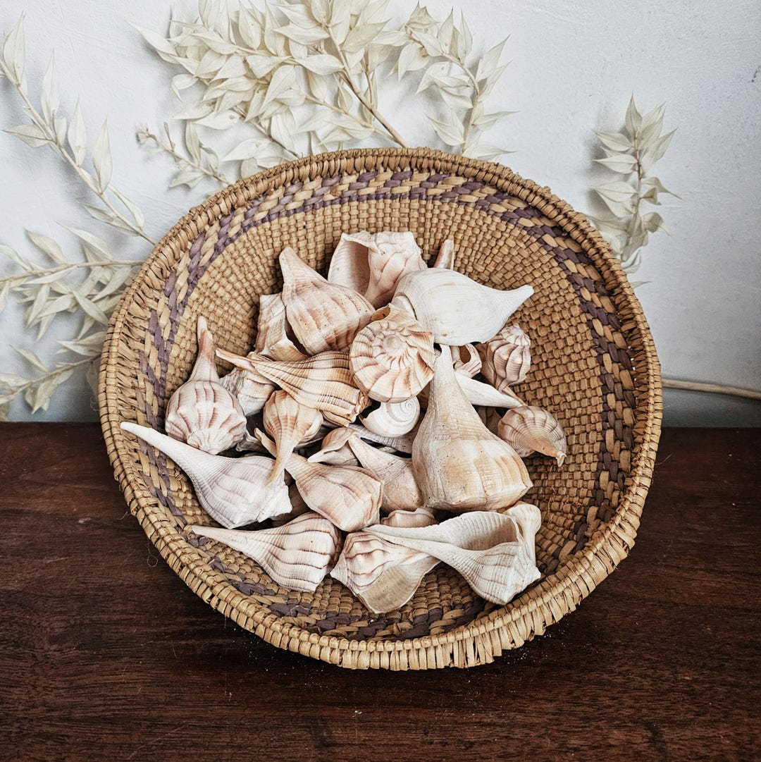 Lightning Whelk Shells in Vintage Tonga Basket - Etsy