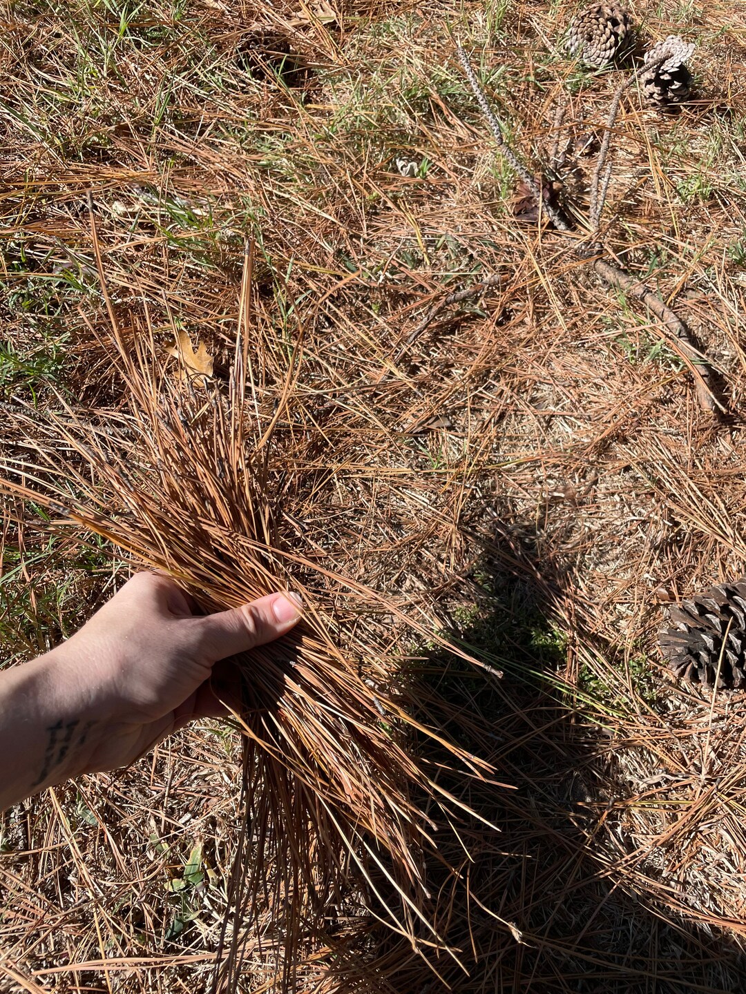 East Texas Pine Needles 5lb Box - Etsy