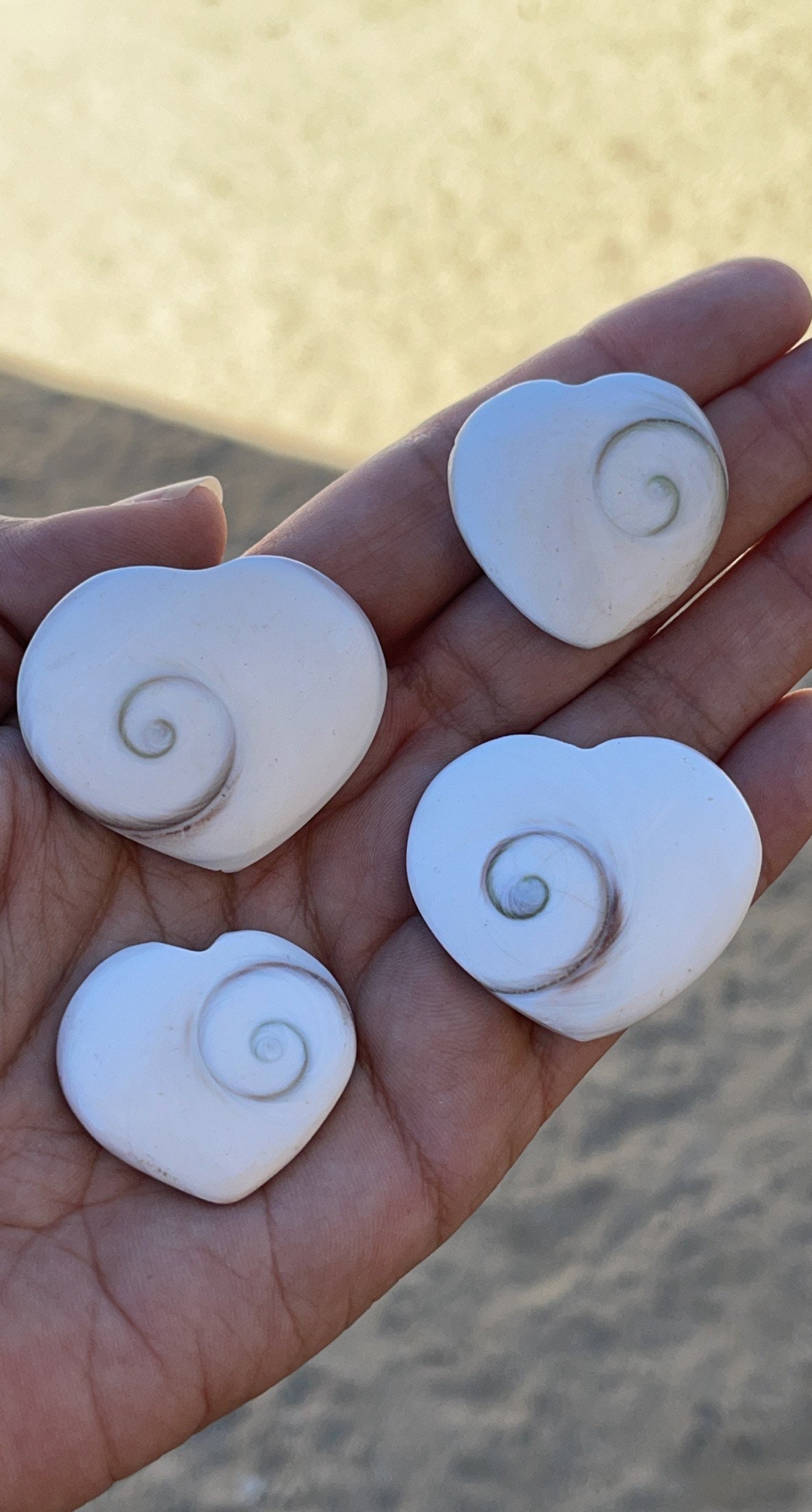 Shiva Shell Hearts, Shiva Shell, Shiva Shell Fossil, Shiva Shell Heart ...