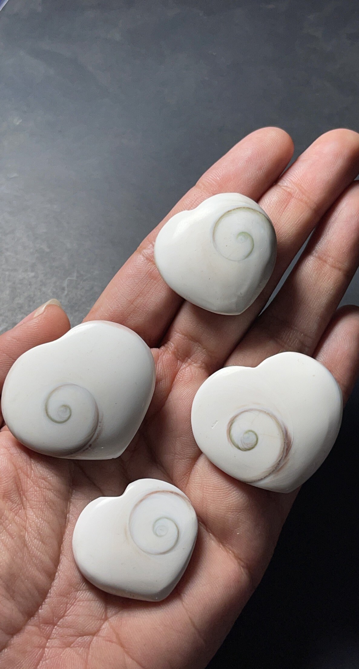 Shiva Shell Hearts, Shiva Shell, Shiva Shell Fossil, Shiva Shell Heart ...