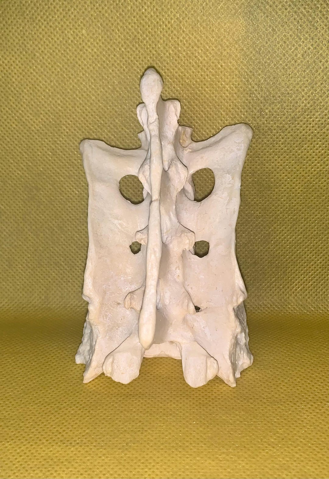 Beaver Sacrum Bone - Etsy