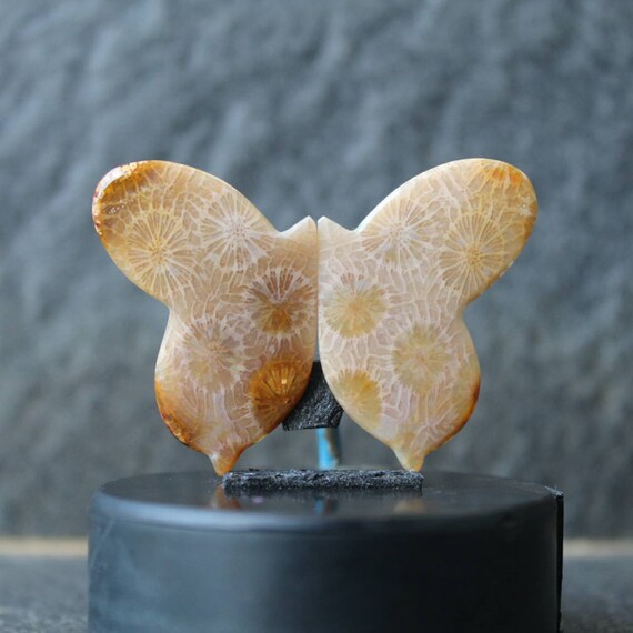 Fossil Coral Pair Butterfly - Etsy