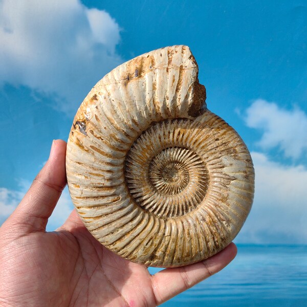 Ammonite Fossil - Etsy