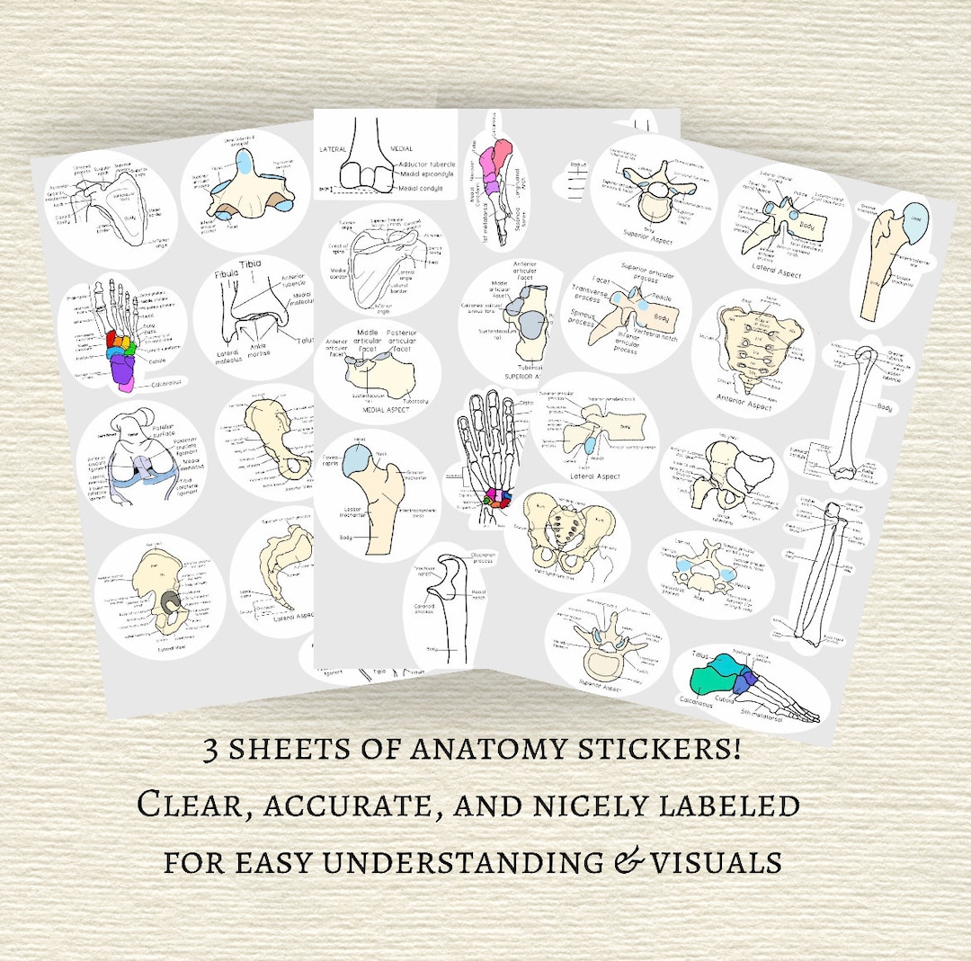 Anatomy Stickers | Xray Stickers | MRI Stickers | CT Stickers ...