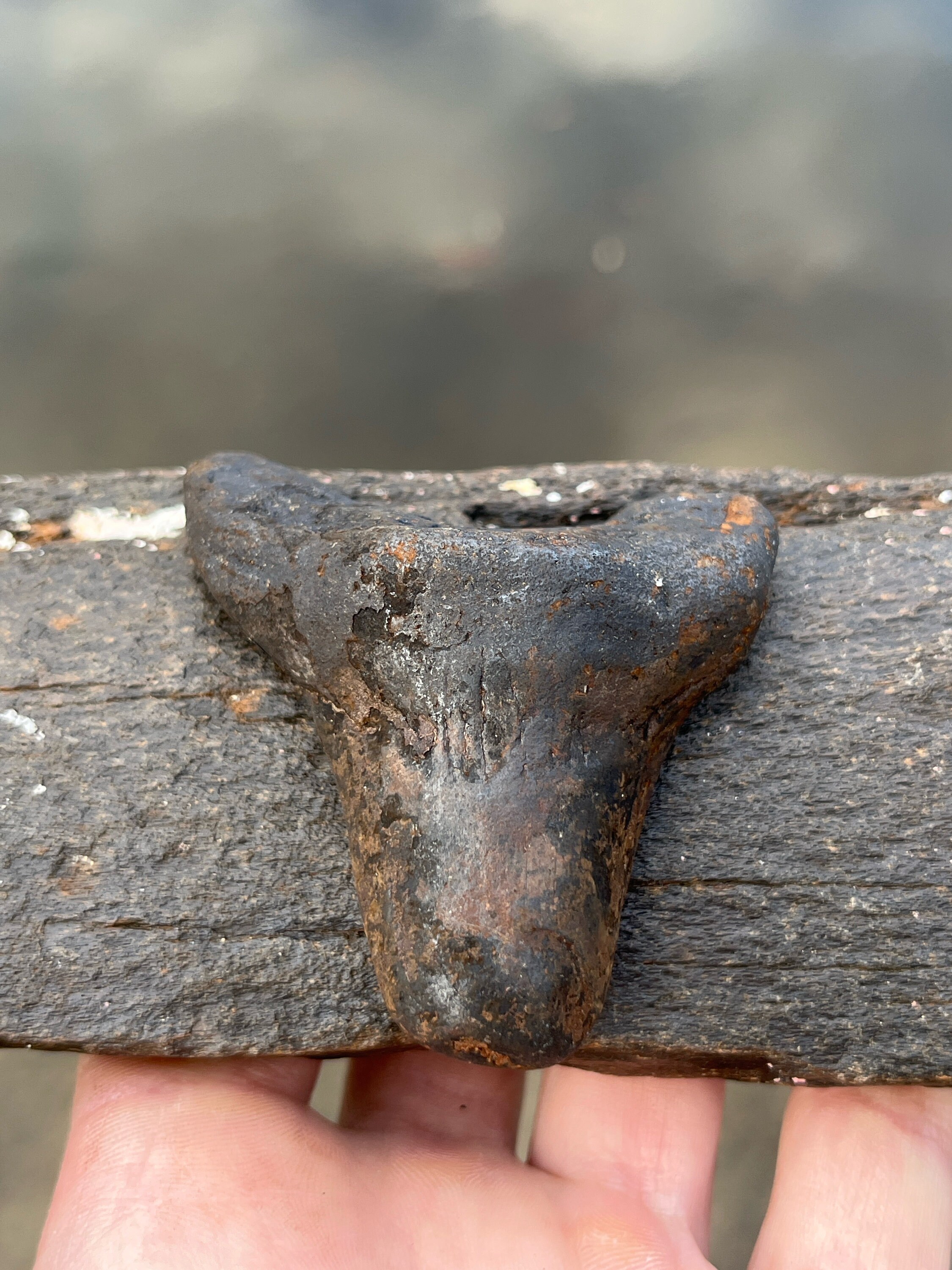 1 Real Fossilized MYSTICETI RIB BONE Segment and 1 Very Old Megaldon ...