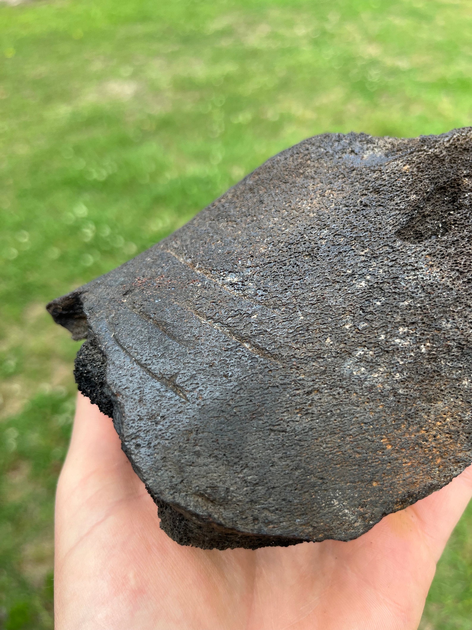 1 Large Authentic / Real / Extinct /fossilized Mysticeti Rib Bone With ...