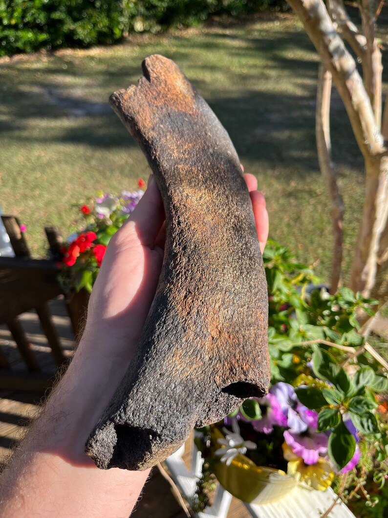 1 Large Authentic / Real / Extinct /fossilized Mysticeti Rib Bone, NOT ...