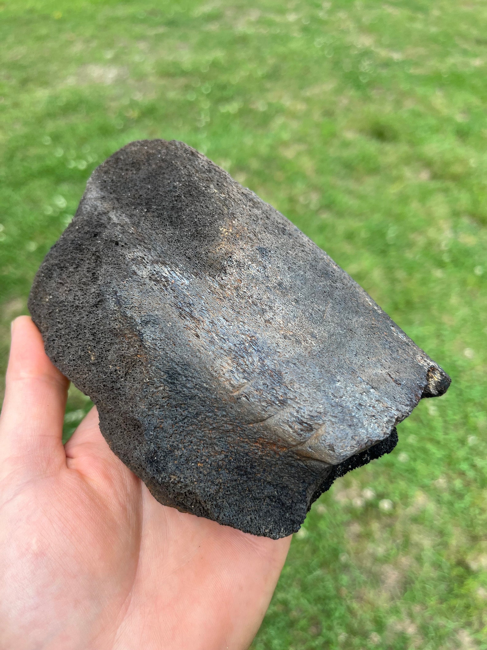 1 Large Authentic / Real / Extinct /fossilized Mysticeti Rib Bone With ...