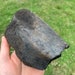 1 Large Authentic / Real / Extinct /fossilized Mysticeti Rib Bone With ...