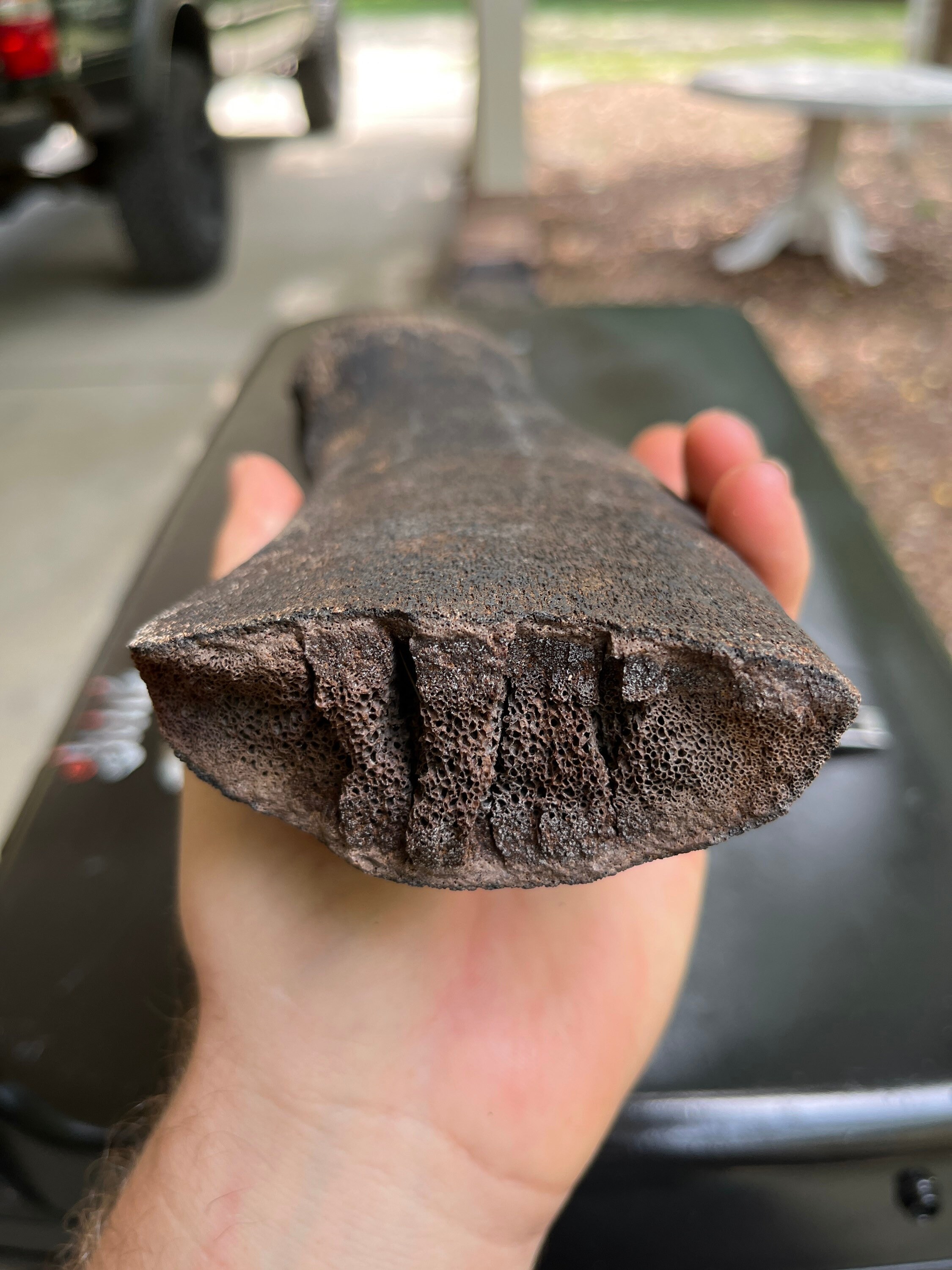 1 Real Fossilized MYSTICETI RIB BONE Section. Found Firsthand Diving in ...