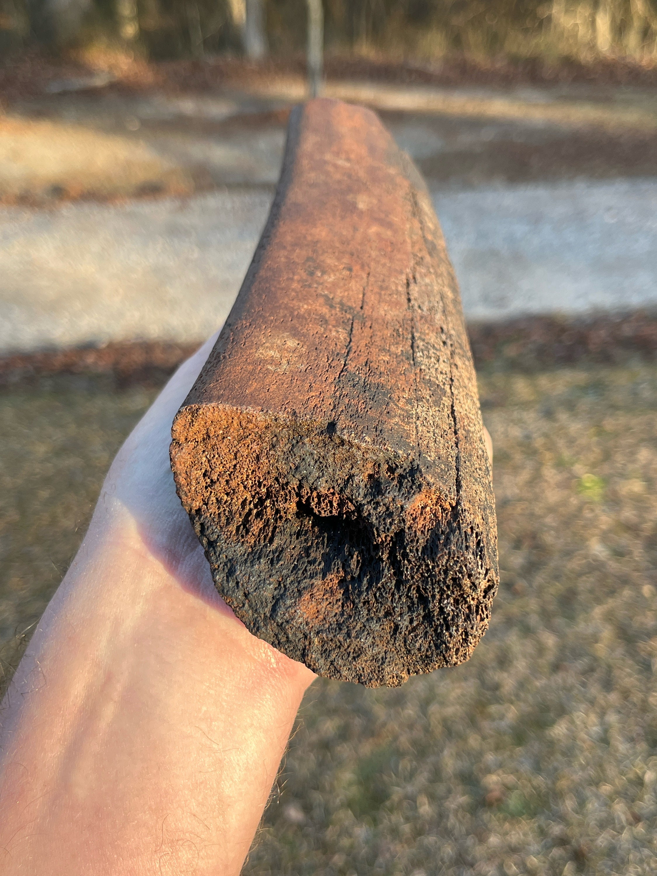 1 Large Authentic / Real / Extinct /fossilized Mysticeti Rib Bone, NOT ...