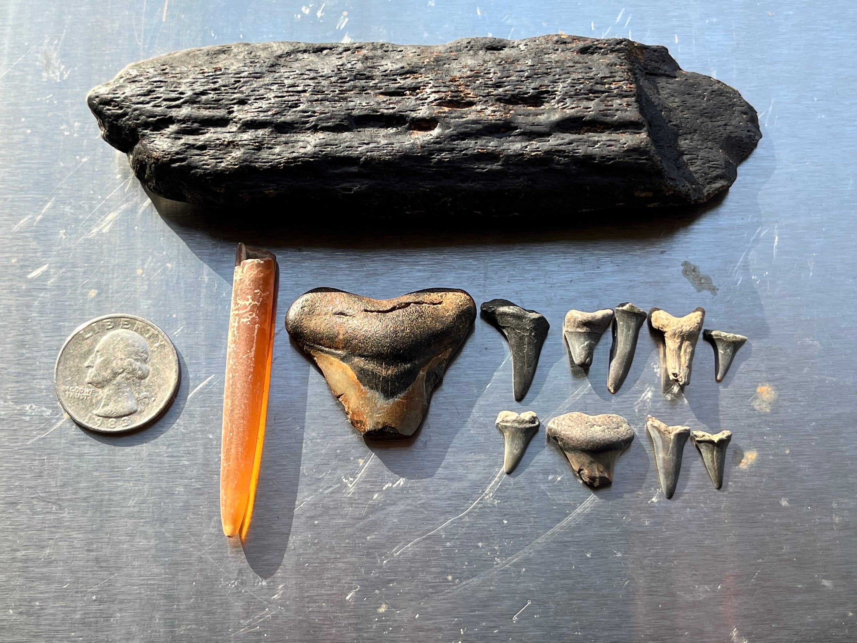 Bargain Assorted North Carolina Fossil Set! - Etsy