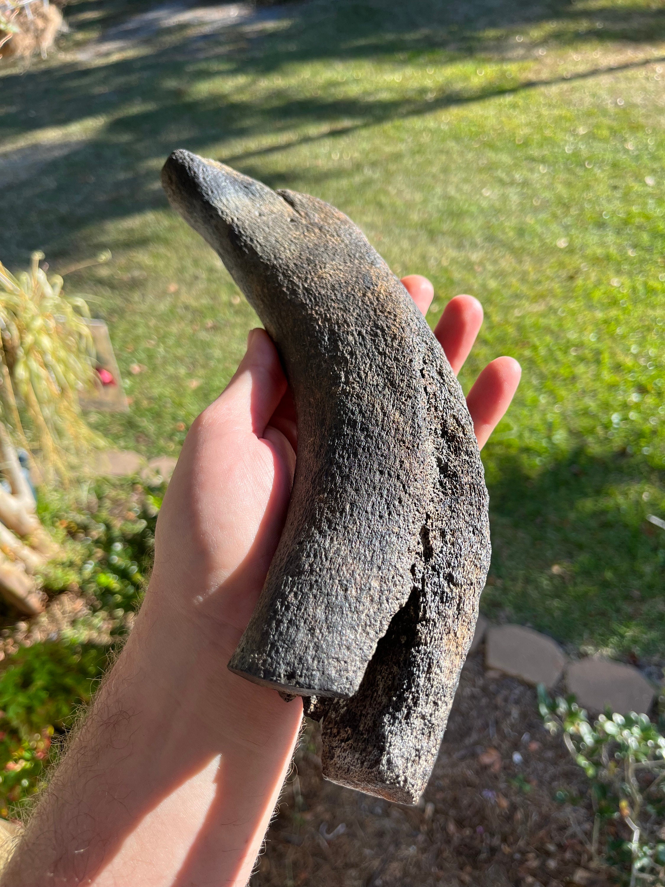1 Large Authentic / Real / Extinct /fossilized Mysticeti Rib Bone, NOT ...