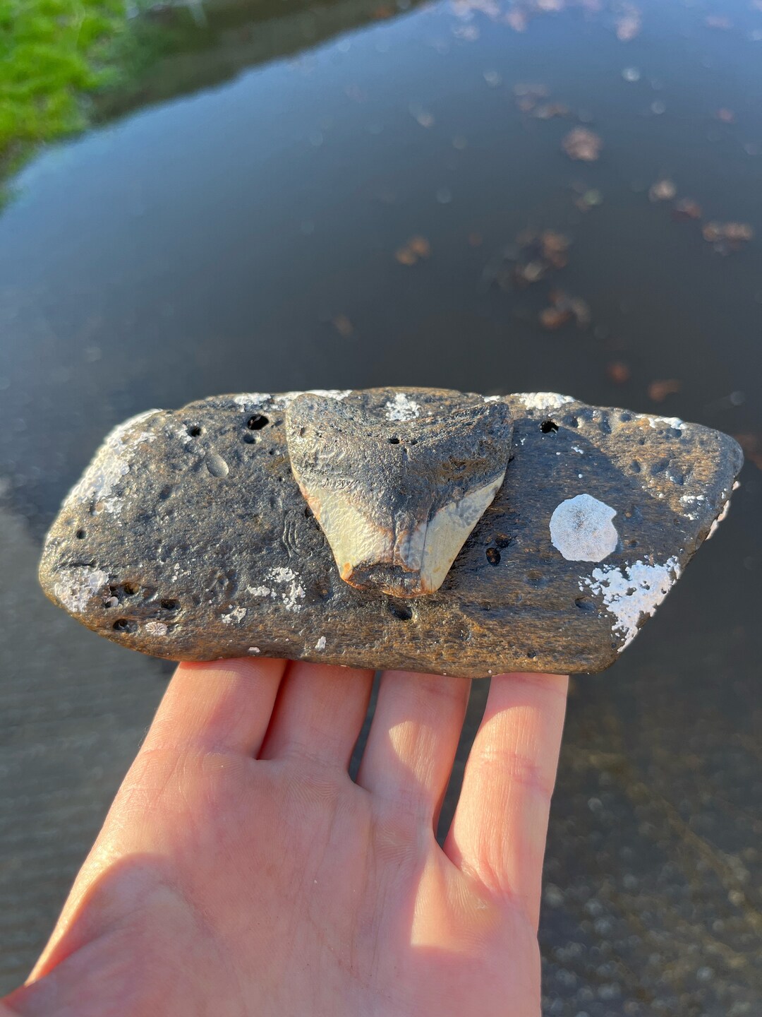 1 Real Fossilized MYSTICETI RIB BONE Segment Fully Mineralized With ...