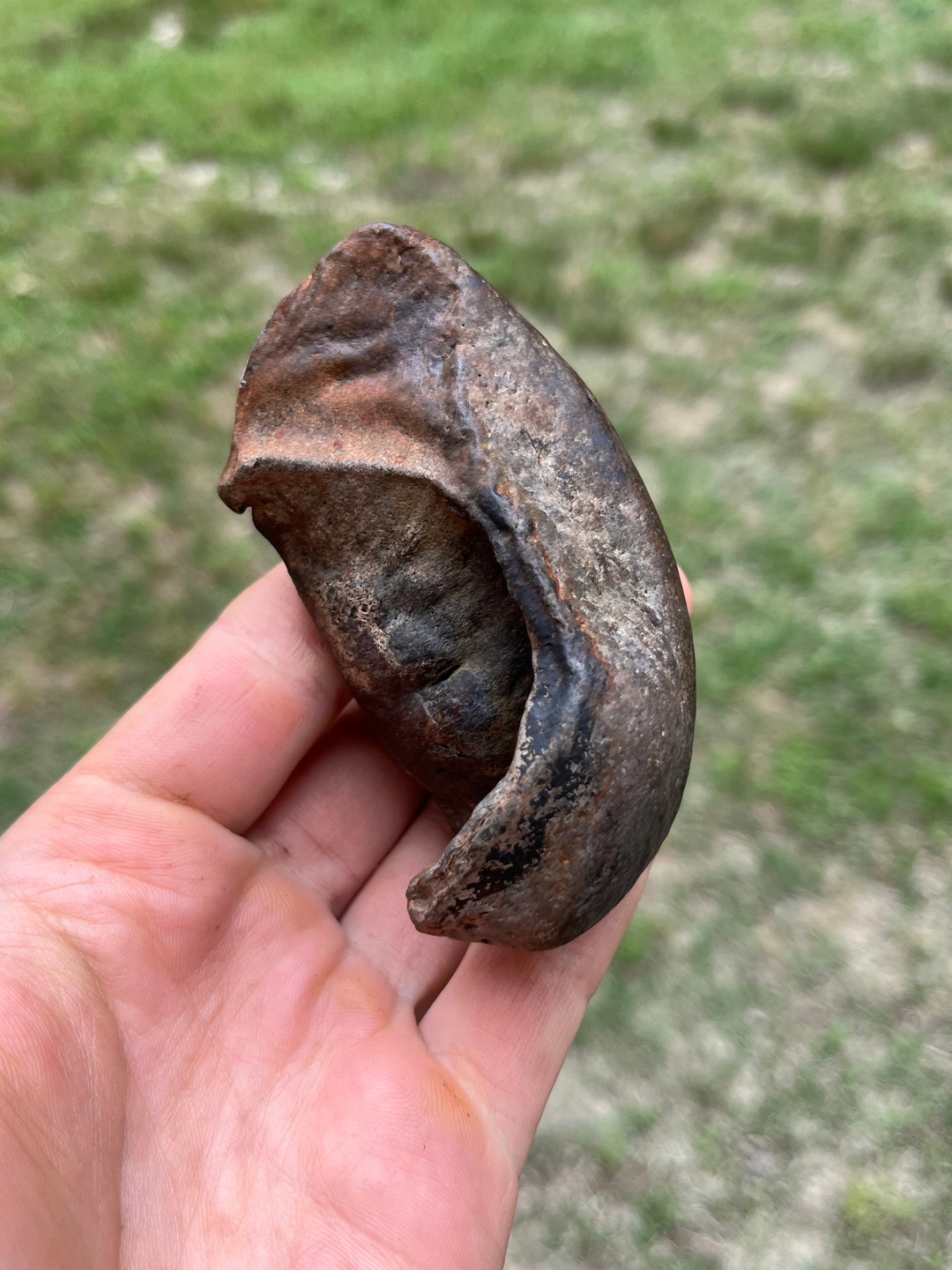 1 tympanic Bulla Fossil Mysticeti Inner Ear Bone, NOT MODERN, Found ...