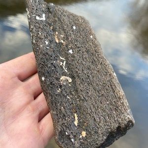 1 Real Fossilized MYSTICETI RIB BONE Segment and 1 Very Old Megaldon ...