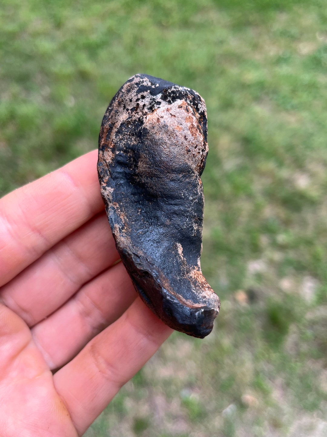 1 “tympanic Bulla” Fossil - Mysticeti Inner Ear Bone, NOT MODERN, Found ...