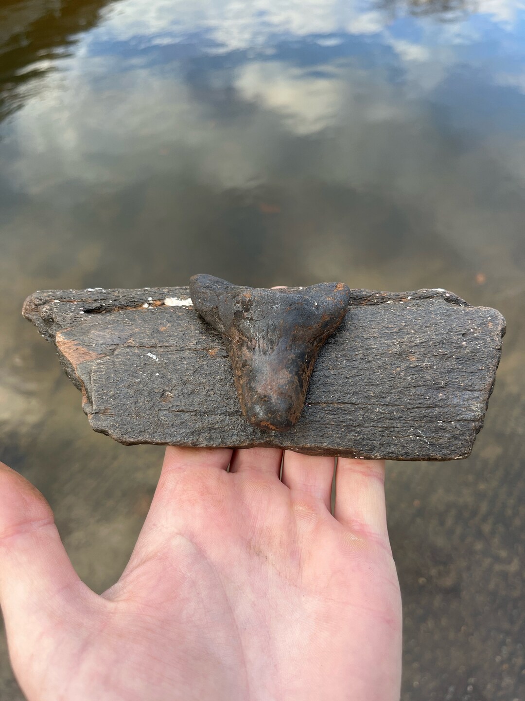 1 Real Fossilized MYSTICETI RIB BONE Segment and 1 Very Old Megaldon ...