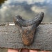 1 Real Fossilized MYSTICETI RIB BONE Segment and 1 Very Old Megaldon ...