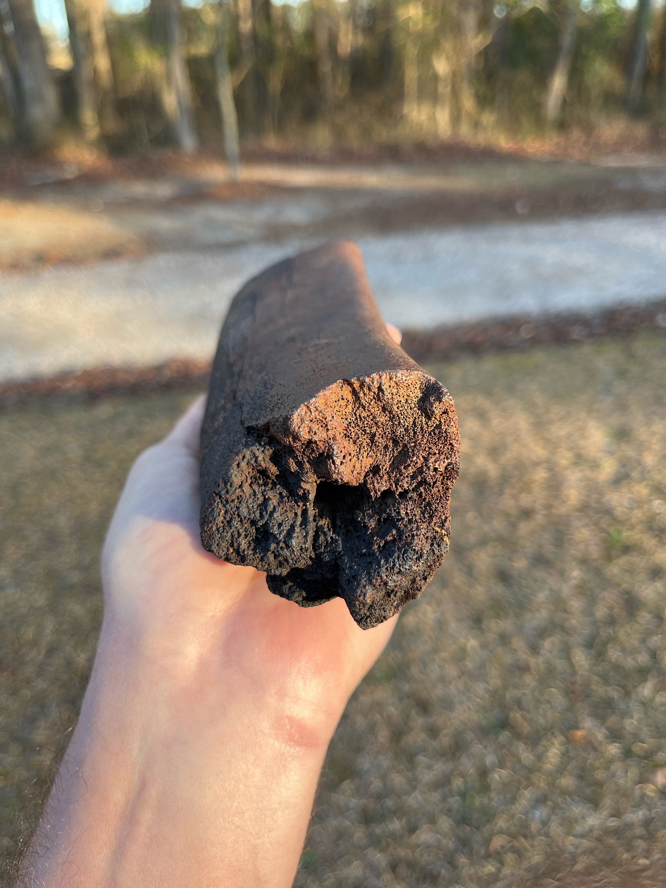 1 Large Authentic / Real / Extinct /fossilized Mysticeti Rib Bone, NOT ...