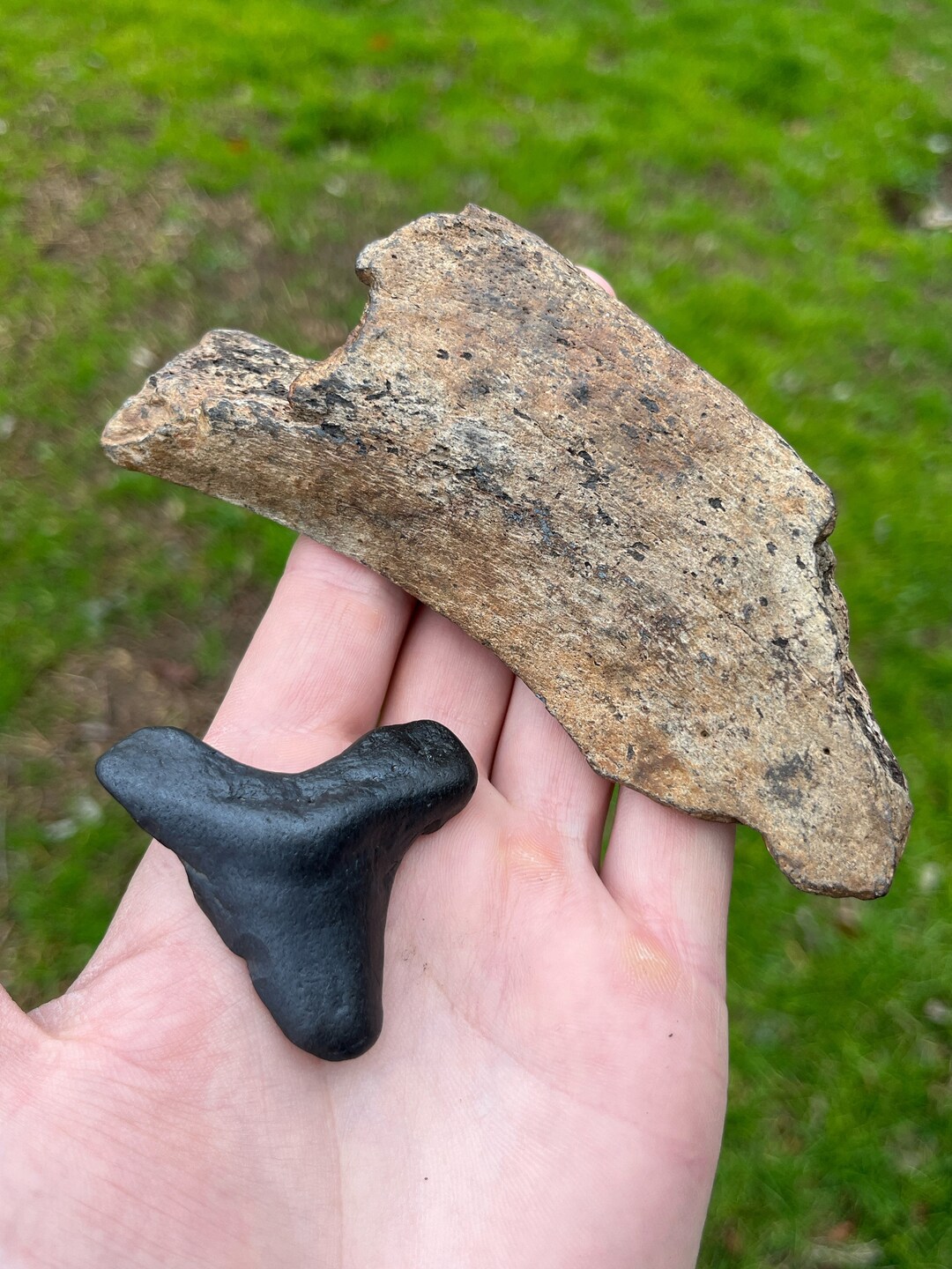 1 Real Fossilized MYSTICETI RIB BONE Segment and 1 Very Old Megaldon ...