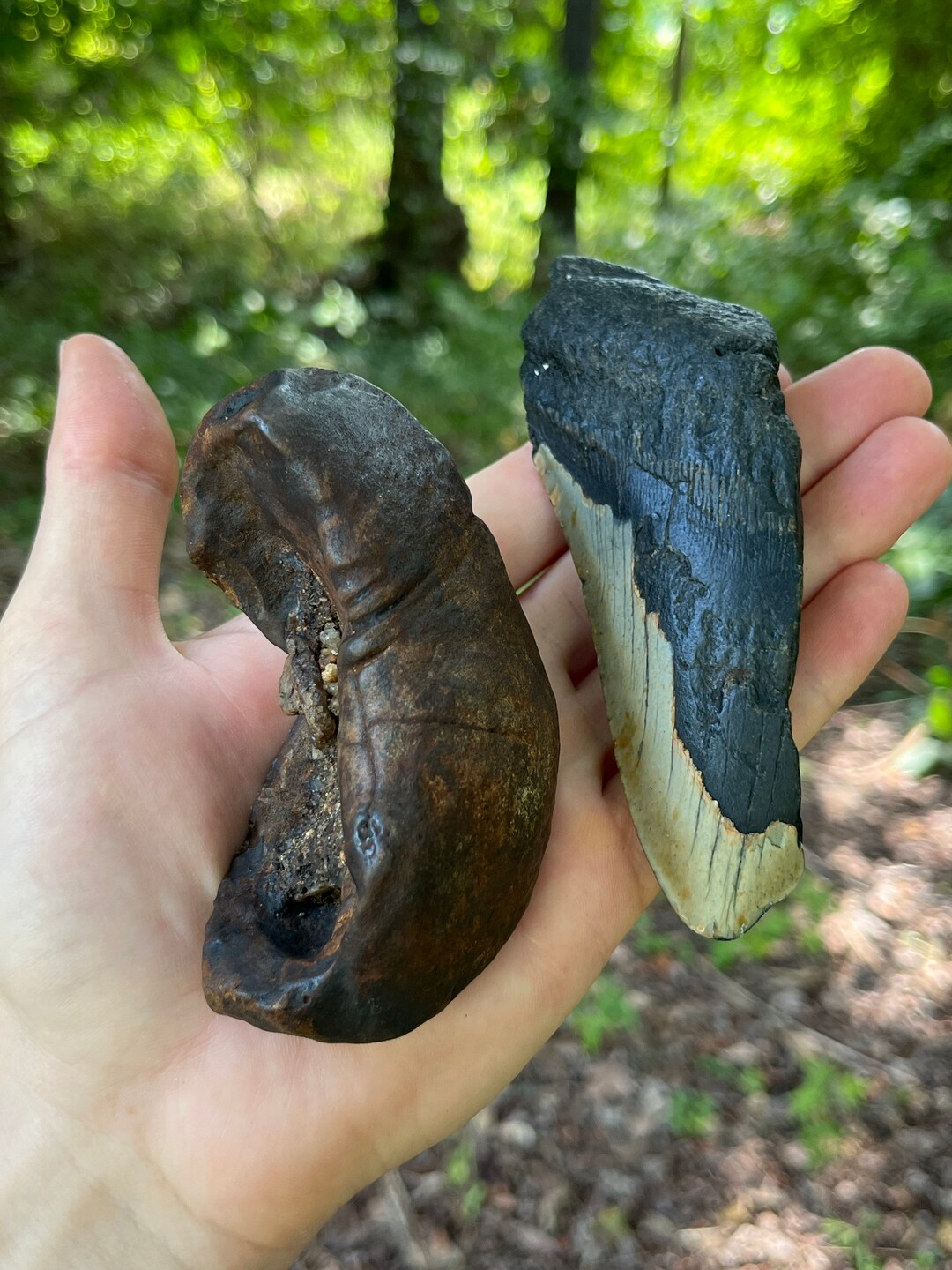 Set of 2 Real Fossils. 1 Tympanic Bulla Ear Bone and 1 Large - Etsy