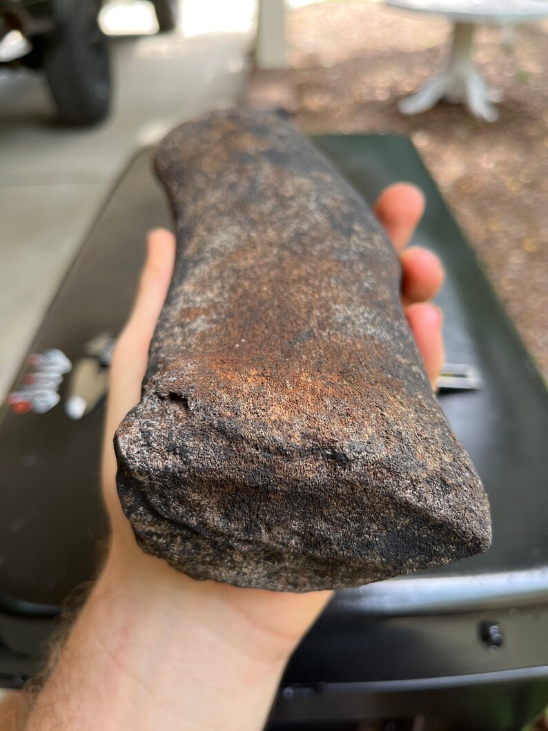 1 Real Fossilized MYSTICETI RIB BONE Section. Found Firsthand Diving in ...