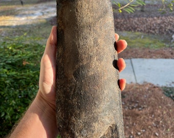 1 Large Authentic / Real / Extinct /fossilized Mysticeti Rib Bone, NOT ...