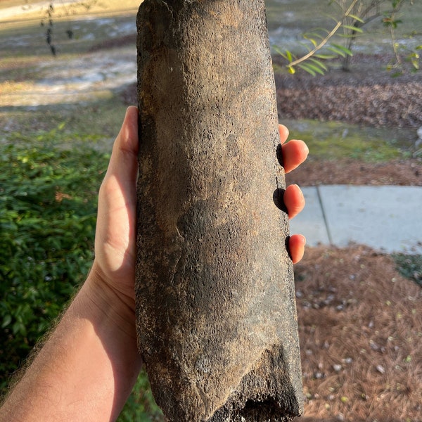 Petrified Whale Bone - Etsy