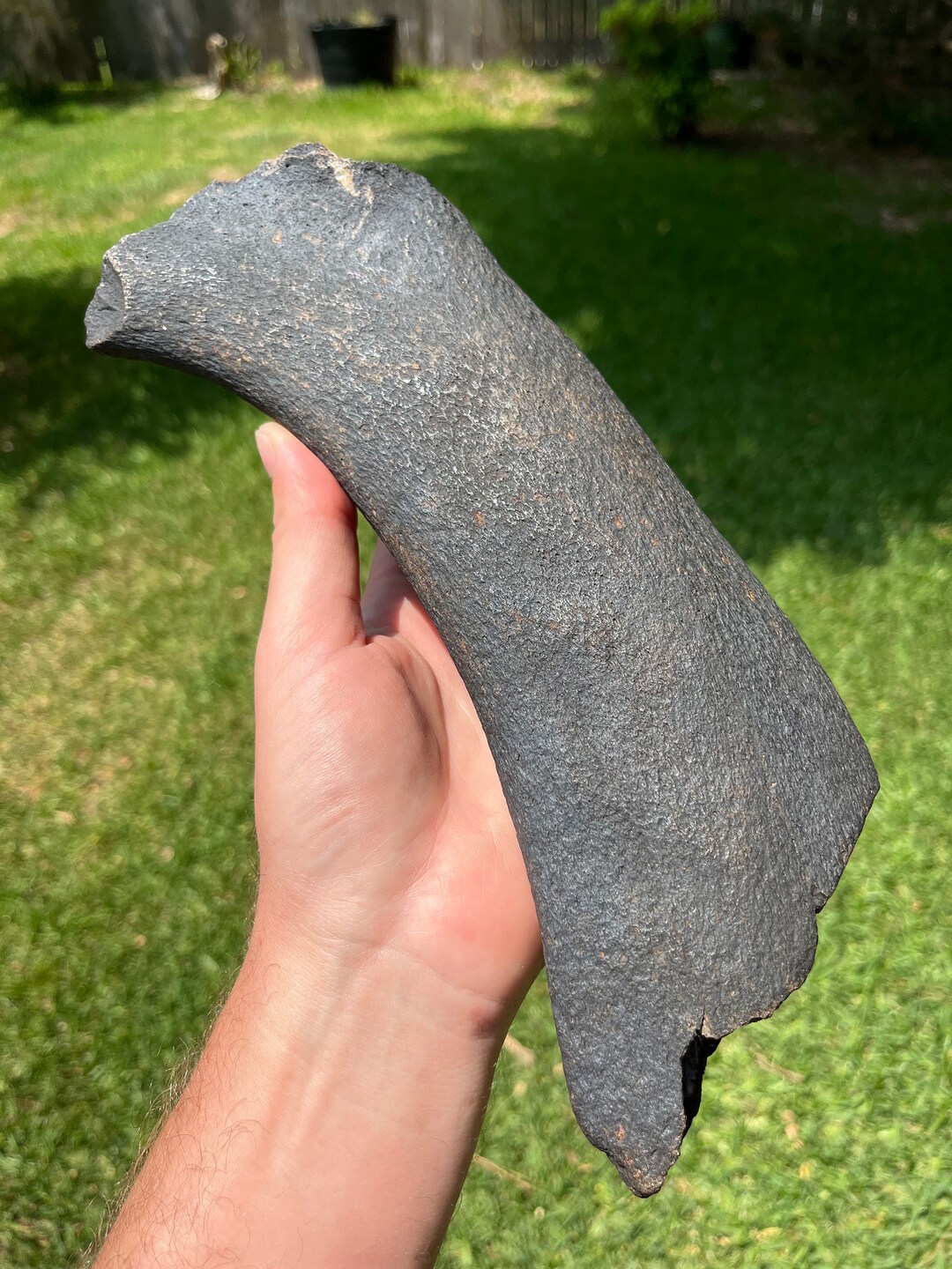 1 Large Authentic / Real / Extinct /fossilized Mysticeti Rib Bone, NOT ...