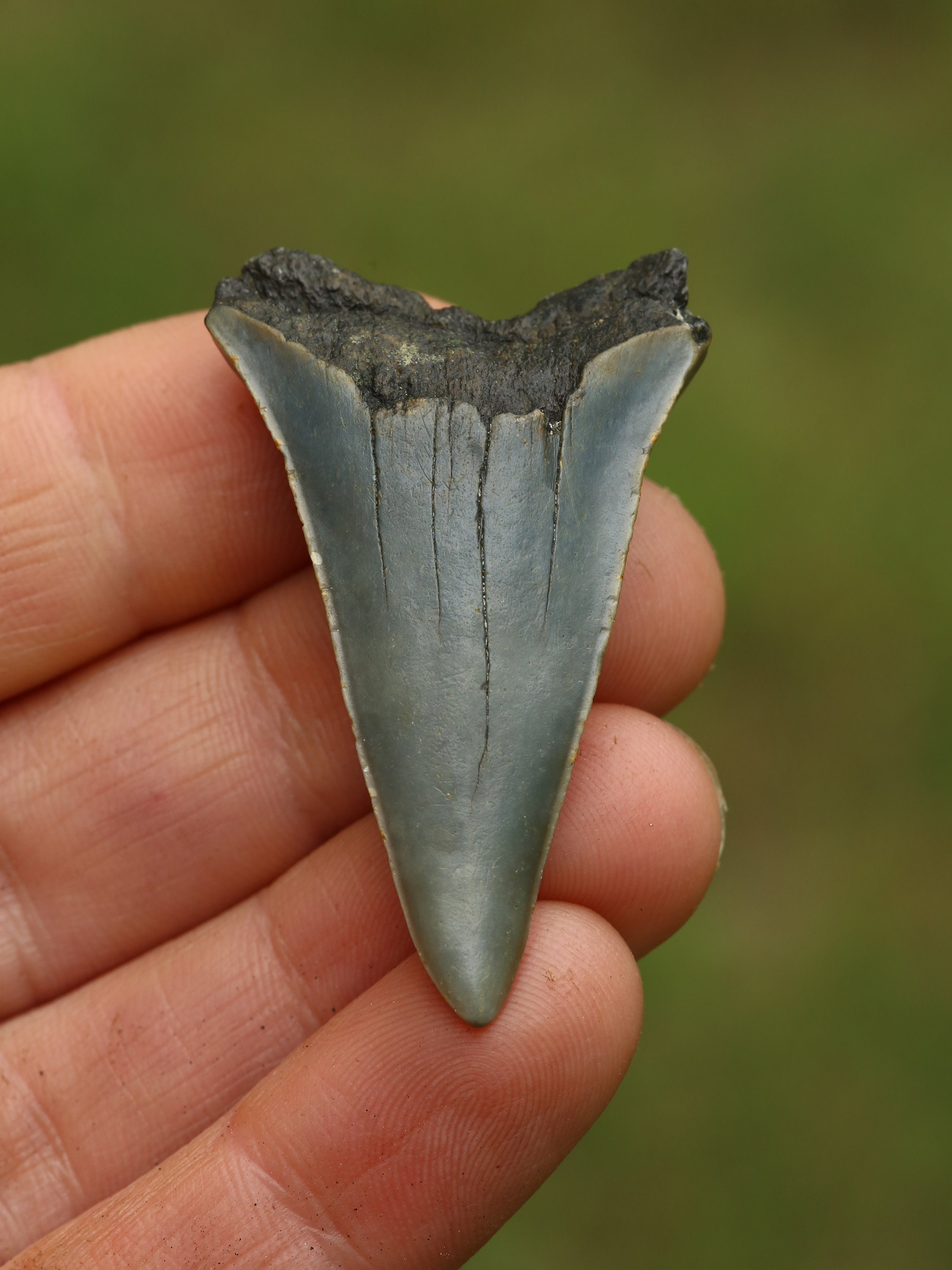 1 Real Offshore NC Extinct Mako Shark Tooth, Beautiful Grey/blue/black ...