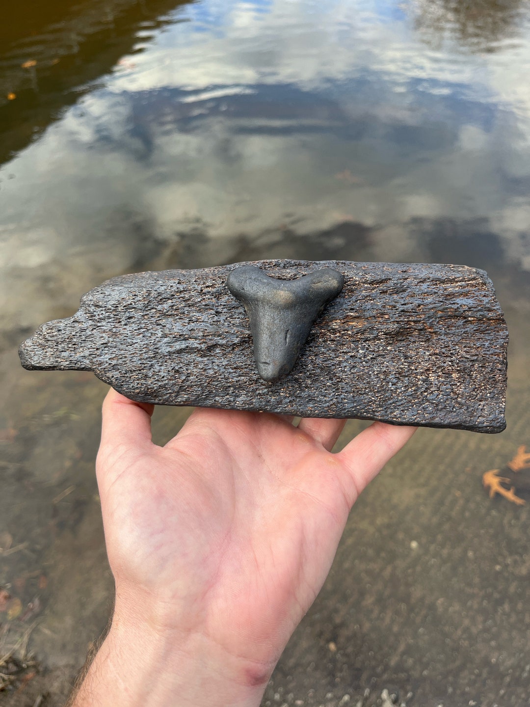 1 Real Fossilized MYSTICETI RIB BONE Segment and 1 Very Old Megaldon ...